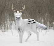 Deerfox | Creativity Wiki | Fandom