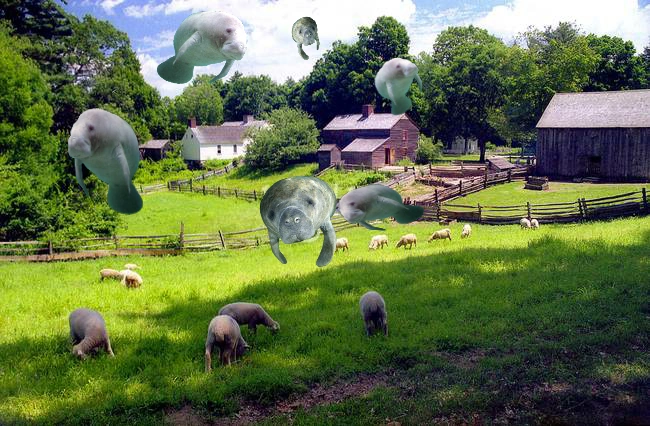 Skymanatee | Creativity Wiki | Fandom