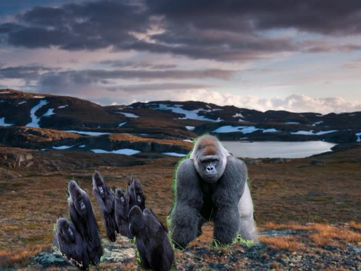 Alaskan Gorilla Creativity Wiki Fandom