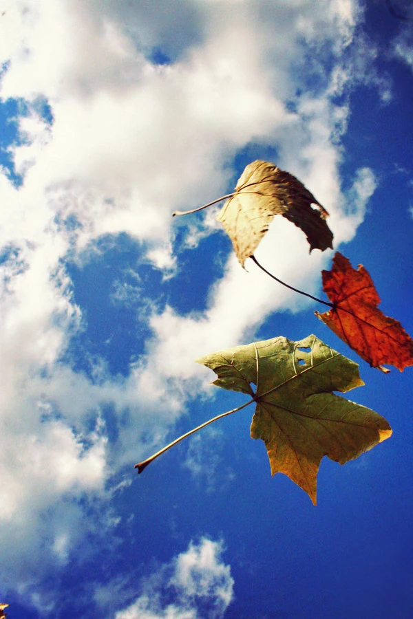 Finale | Creativity Unleashed Wiki | Fandom