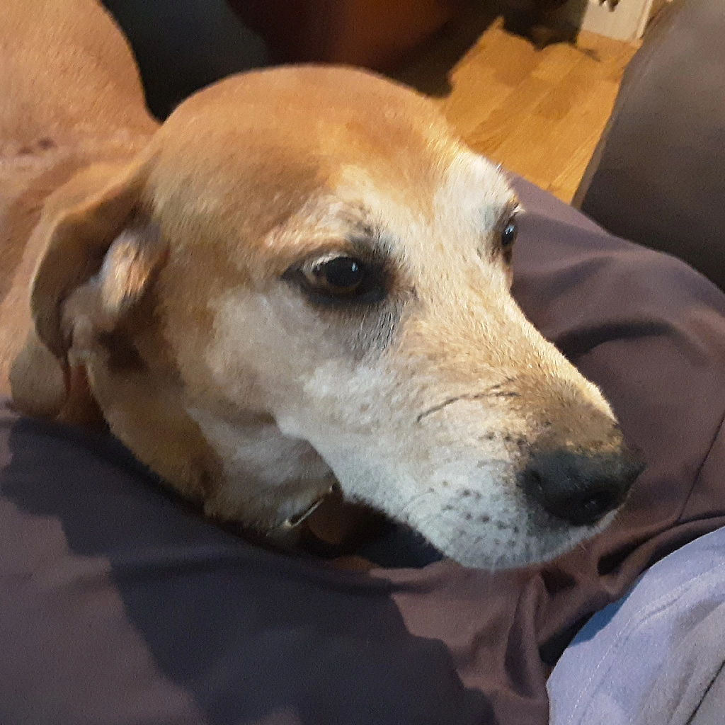 Red__Red | Creator Conquest Wiki | Fandom