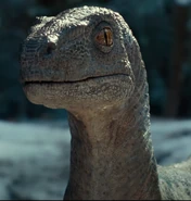 Beta | Creature Features Wiki | Fandom