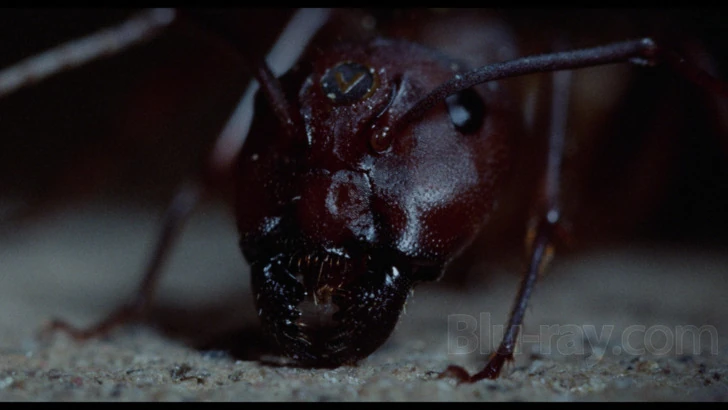Arizona Ants | Creature Features Wiki | Fandom