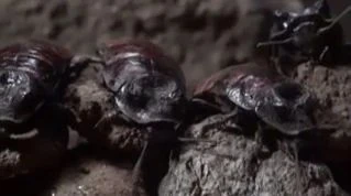 Fire Roaches | Creature Features Wiki | Fandom