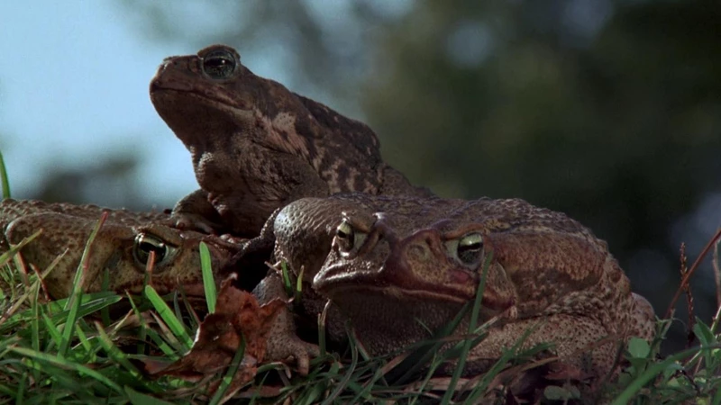 Crockett Estate Frogs | Creature Features Wiki | Fandom
