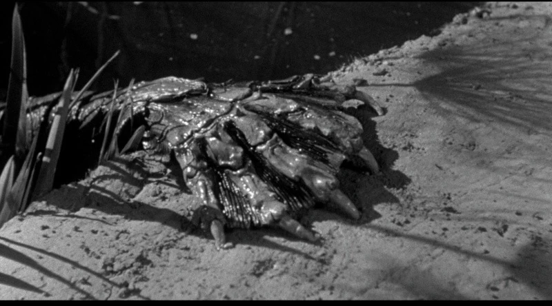 Gill Man Gallery Creature From The Black Lagoon Wiki Fandom