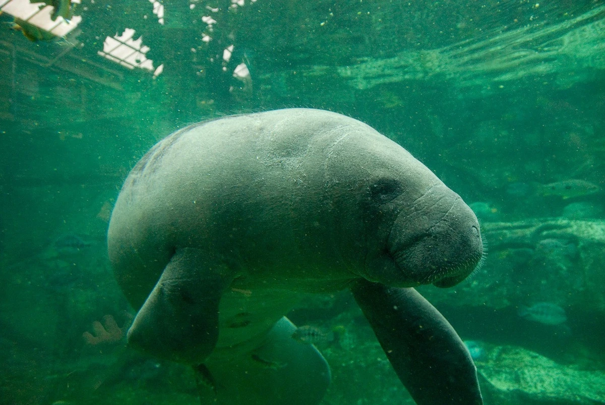 African manatee | Creatures and Species Wikia | Fandom