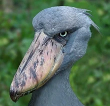 Shoebill | Creatures and Species Wikia | Fandom