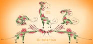 Citrulantis | Creatures of Sonaria Wiki | Fandom