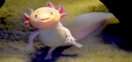 Aesho/Legacy | Creatures of Sonaria Wiki | Fandom