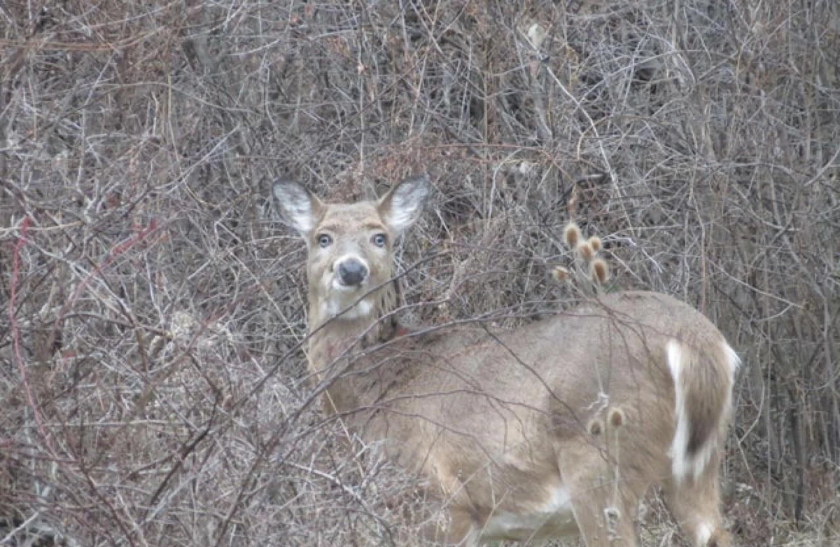 Not Deer | Creatures of myth Wiki | Fandom