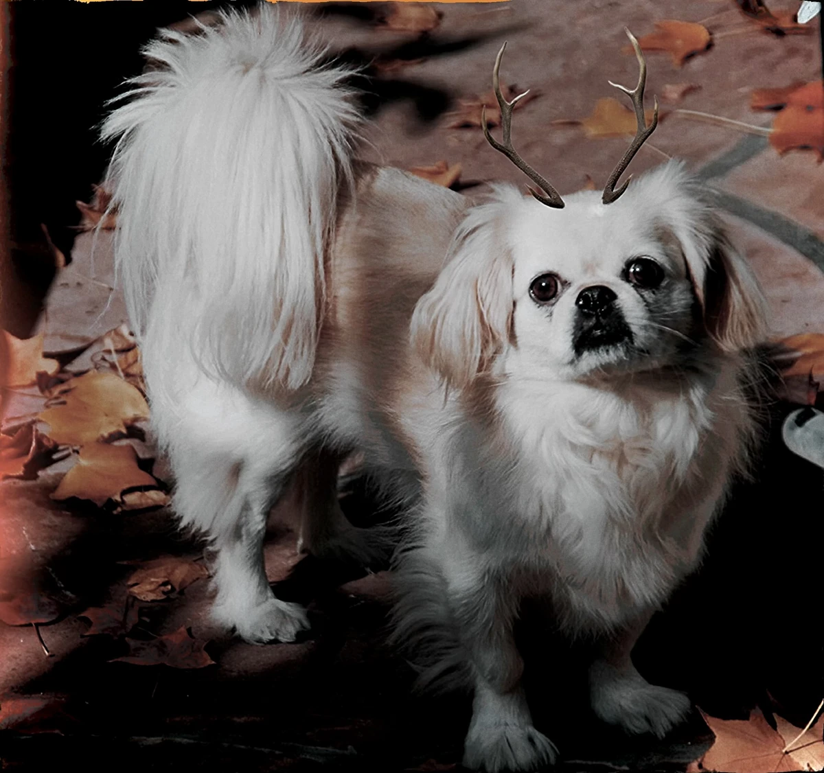 Piesojeleń | Creatures of myth Wiki | Fandom