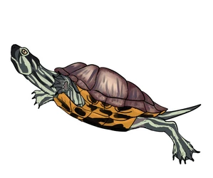 Sanzugui | Creatures of myth Wiki | Fandom