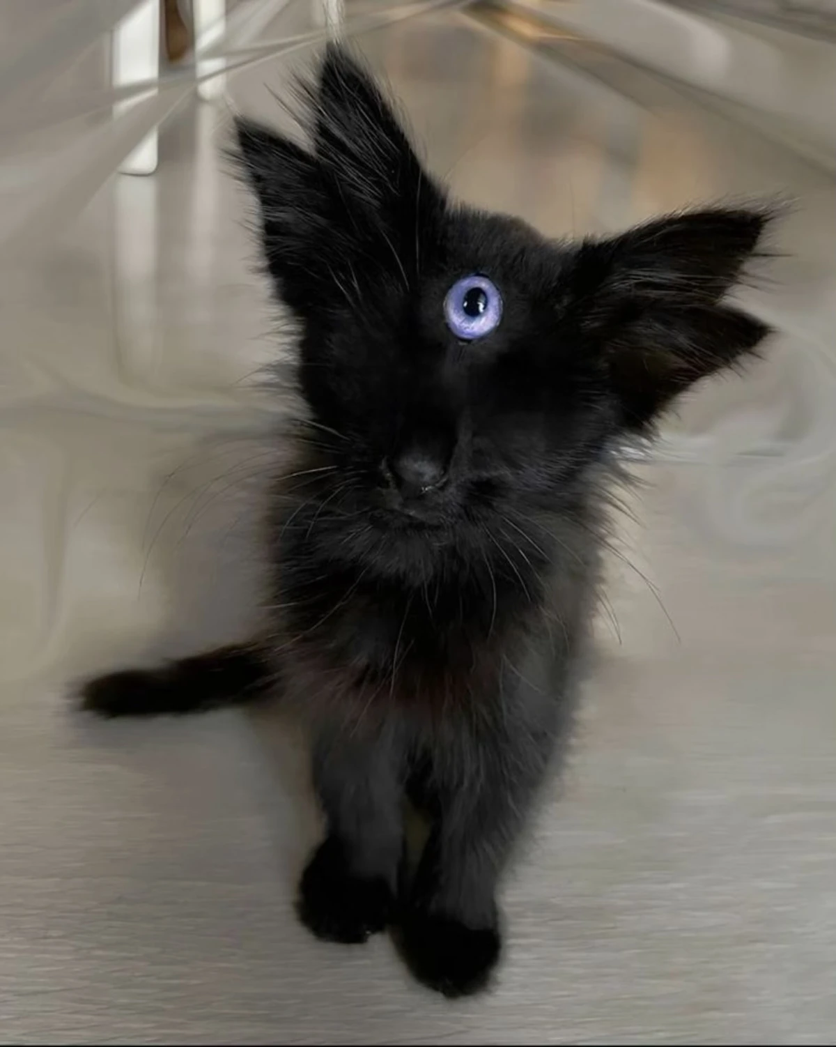 Huan cat | Creatures of myth Wiki | Fandom