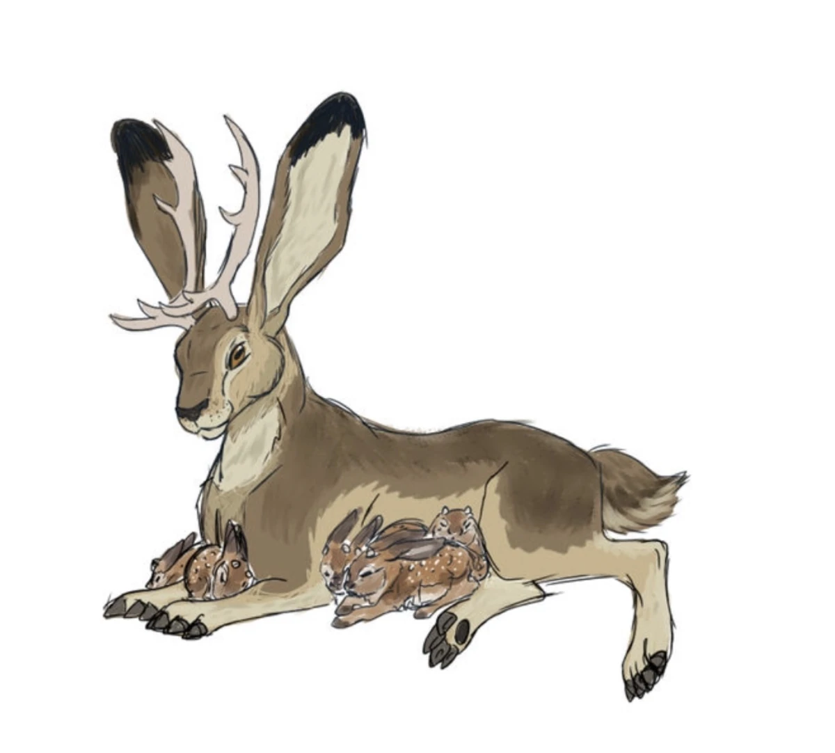 Jackalope | Creatures of myth Wiki | Fandom