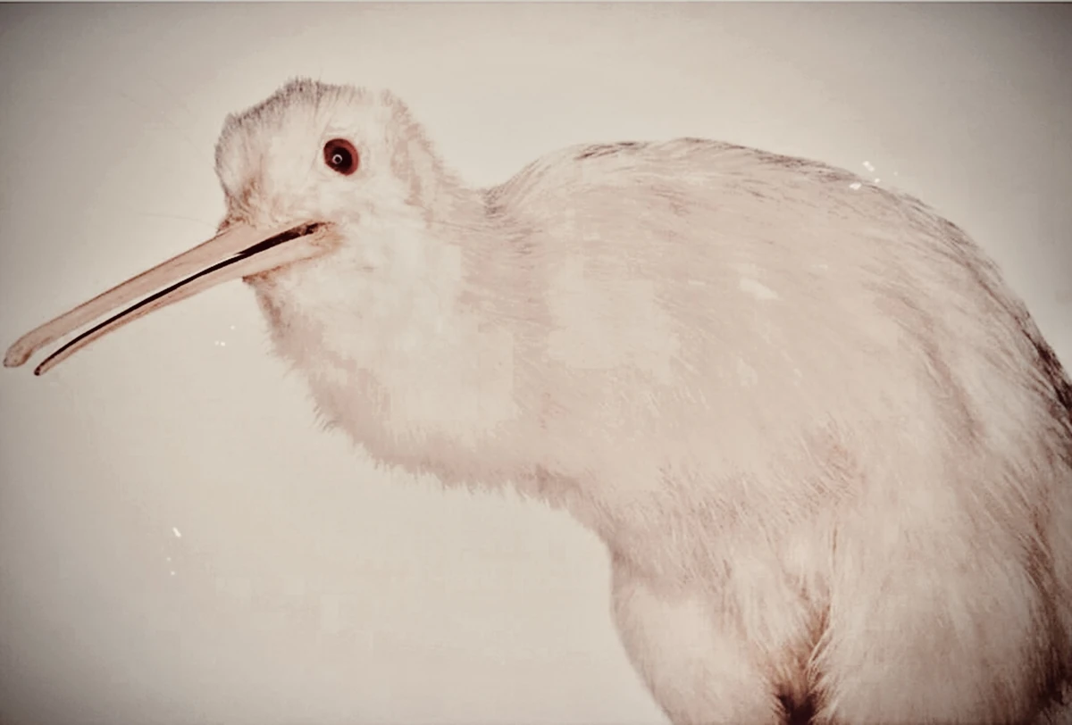 Bone Marrow Kiwi | Creatures of myth Wiki | Fandom