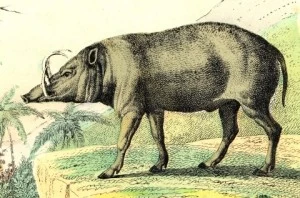 Pukau | Creatures of myth Wiki | Fandom