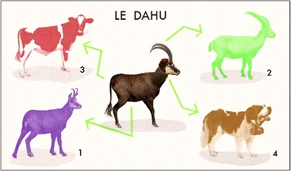 Dahu | Creatures of myth Wiki | Fandom