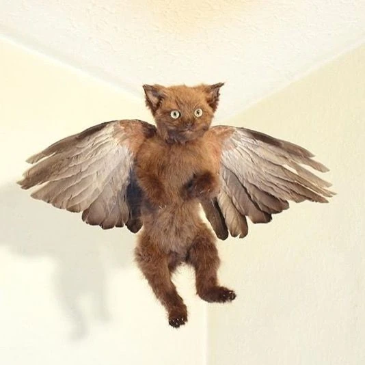 Pterofelus | Creatures of myth Wiki | Fandom