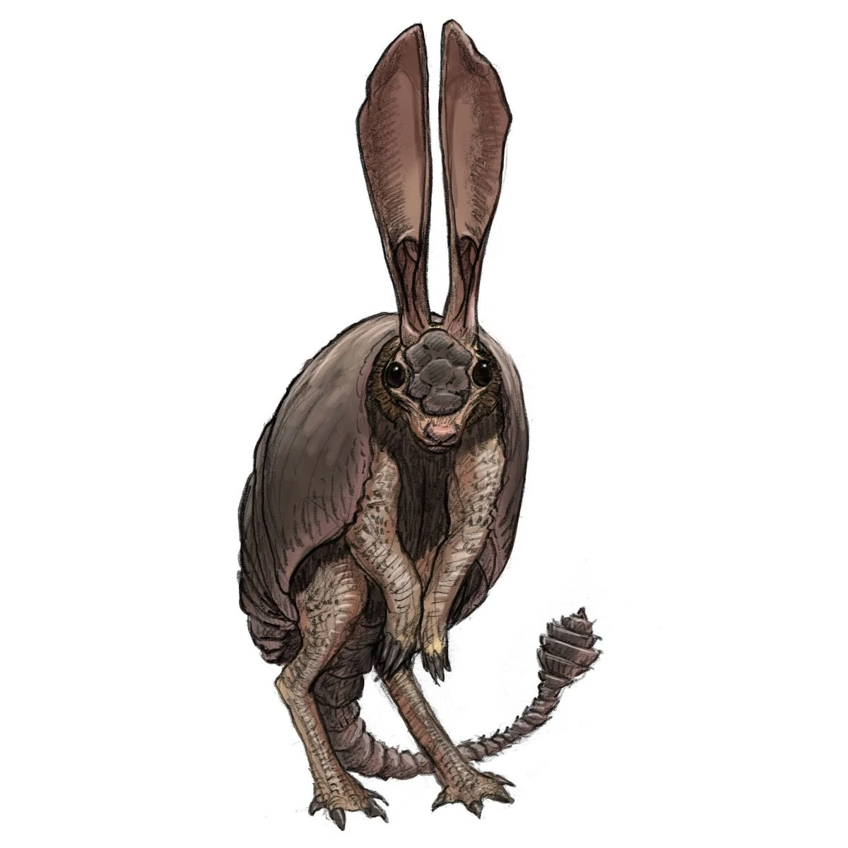 Ayotochtli | Creatures of myth Wiki | Fandom