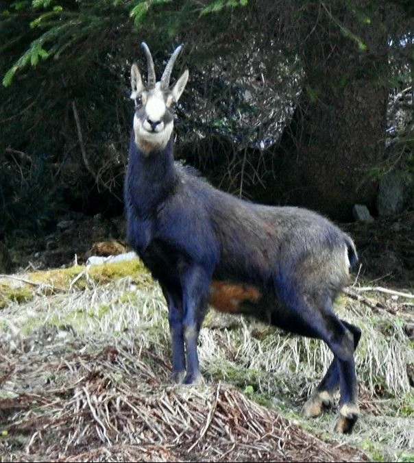 Dahu | Creatures of myth Wiki | Fandom