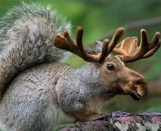 Squirrel-Moose | Creatures of Past, Present and Mythology Wiki | Fandom