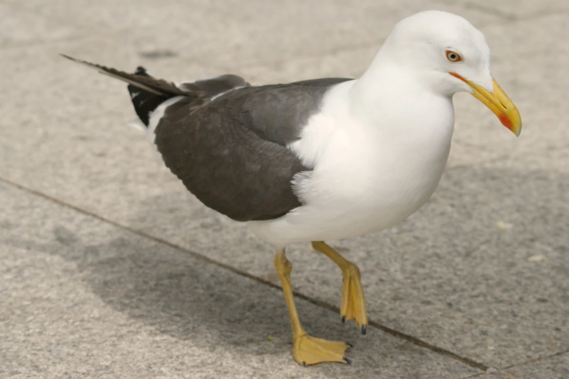SeaGull | Creatures of Past, Present and Mythology Wiki | Fandom