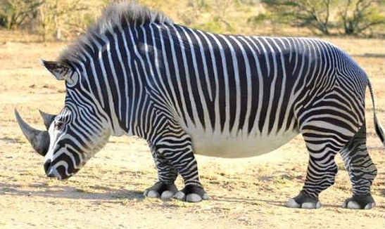 Rhino-Zebra | Creatures of Past, Present and Mythology Wiki | Fandom