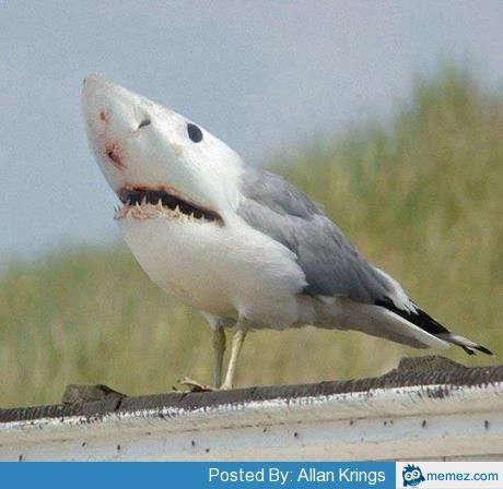 Shark-Gull | Creatures of Past, Present and Mythology Wiki | Fandom