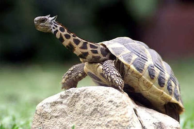 Giraffe-Turtle | Creatures of Past, Present and Mythology Wiki | Fandom