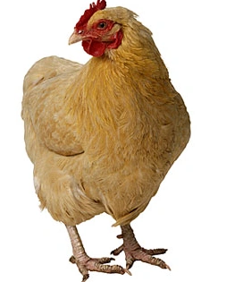 Chicken | Creatures of Past, Present and Mythology Wiki | Fandom