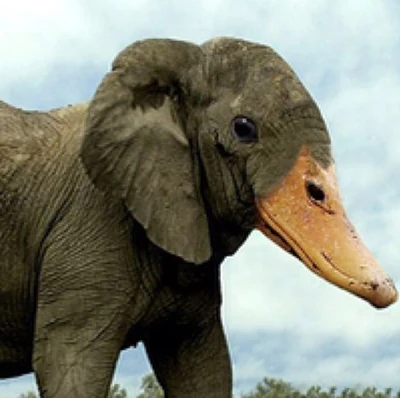 Elephant-Duck | Creatures of Past, Present and Mythology Wiki | Fandom