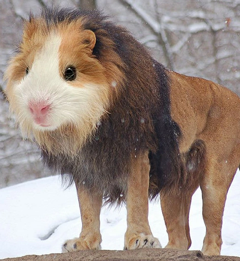 Hamster-Lion | Creatures of Past, Present and Mythology Wiki | Fandom