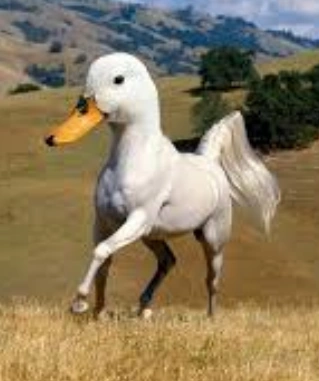 Horse-Duck | Creatures of Past, Present and Mythology Wiki | Fandom