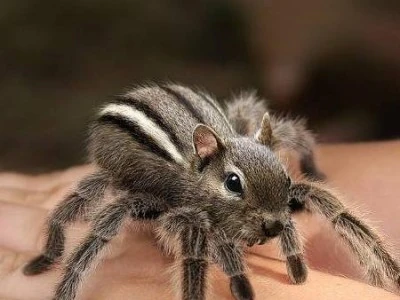 Chipmunk-tarantula | Creatures of Past, Present and Mythology Wiki | Fandom
