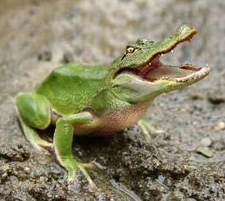 Alligator-Frog | Creatures of Past, Present and Mythology Wiki | Fandom