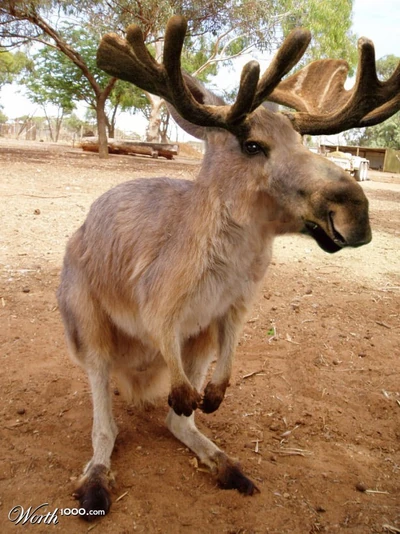 Kanga-Moose | Creatures of Past, Present and Mythology Wiki | Fandom