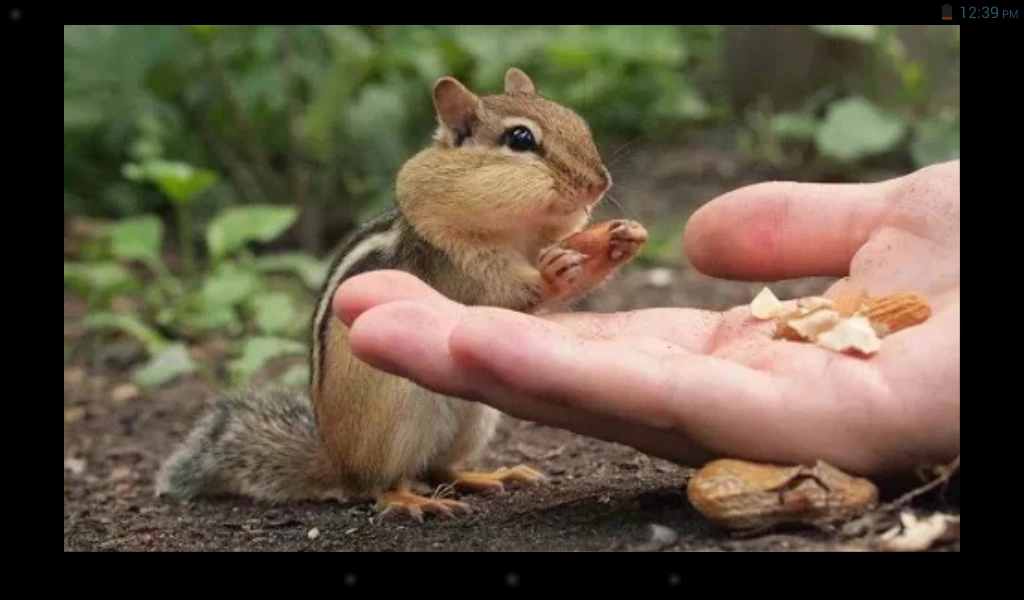 Chipmunk | Creatures of Past, Present and Mythology Wiki | Fandom