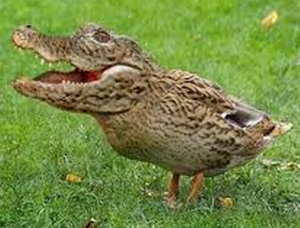 Alligator-Duck | Creatures of Past, Present and Mythology Wiki | Fandom