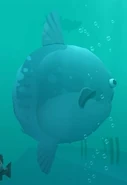 Hoodwinker Sunfish | Creatures of the Deep Wiki | Fandom