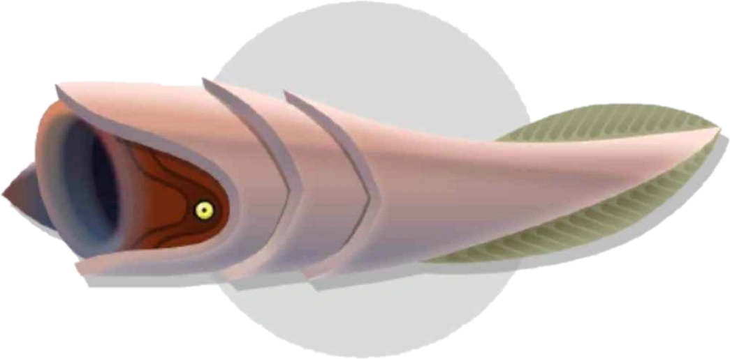 Round Sucker | Creatures of the Deep Wiki | Fandom