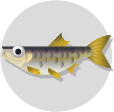 Dace | Creatures of the Deep Wiki | Fandom