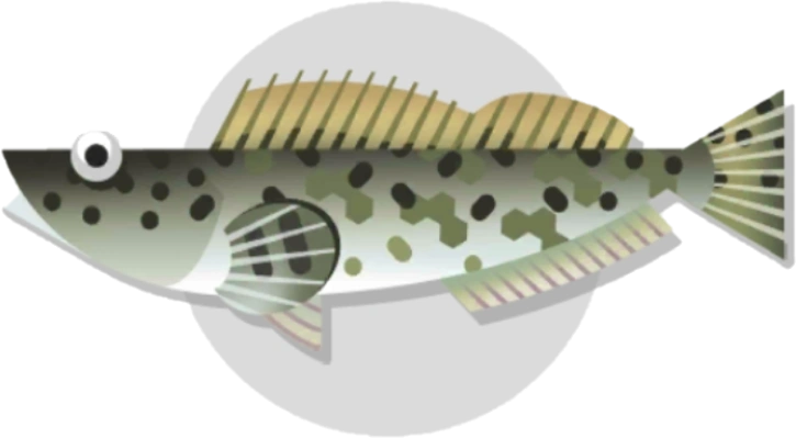 Blue Lingcod | Creatures of the Deep Wiki | Fandom