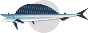 lancetfish ddv