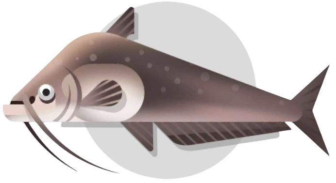 Tapah | Creatures of the Deep Wiki | Fandom