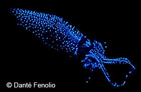 Firefly Squid | Creatures of the Deep Wiki | Fandom