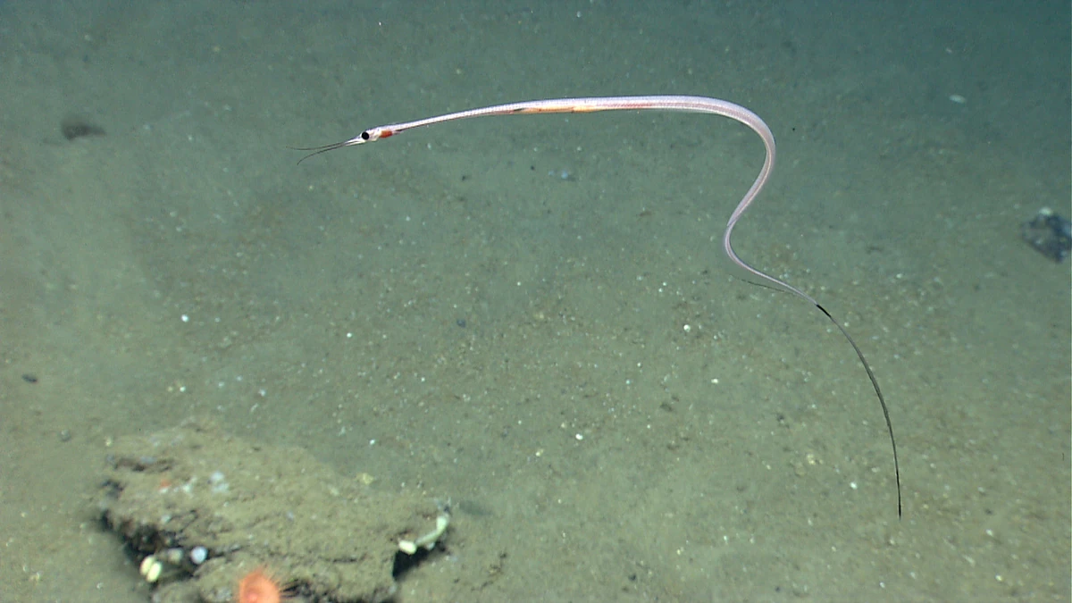 Snipe Eel | Creatures of the Deep Wiki | Fandom