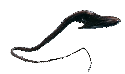 Gulper eel | Creatures of the Deep Wiki | Fandom