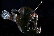 Anglerfish | Creatures of the Deep Wiki | Fandom