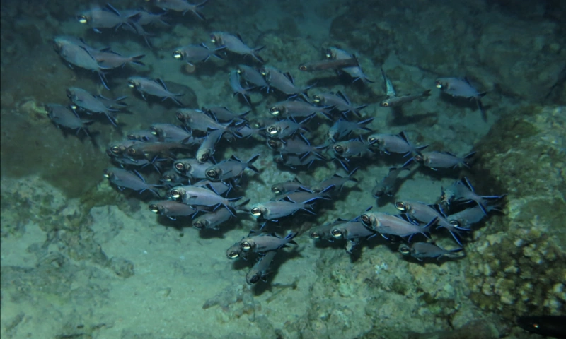 Flashlight Fish | Creatures of the Deep Wiki | Fandom
